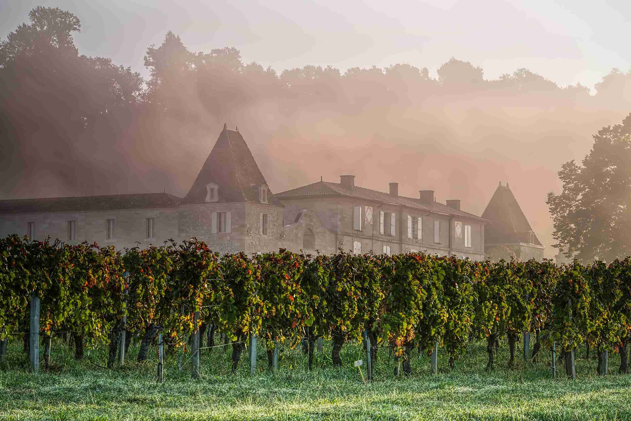 Nicolas Seillan named Winemaker of Chateau Lassegue - David's Guide