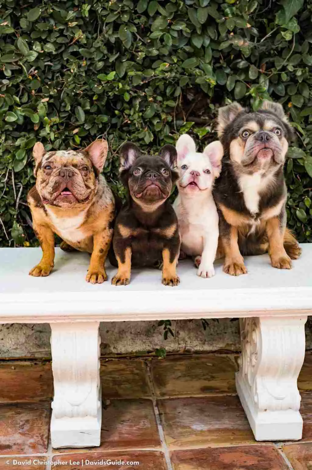 Mastino's Fluffy Frenchies, the Rarest Breeds - David's Guide