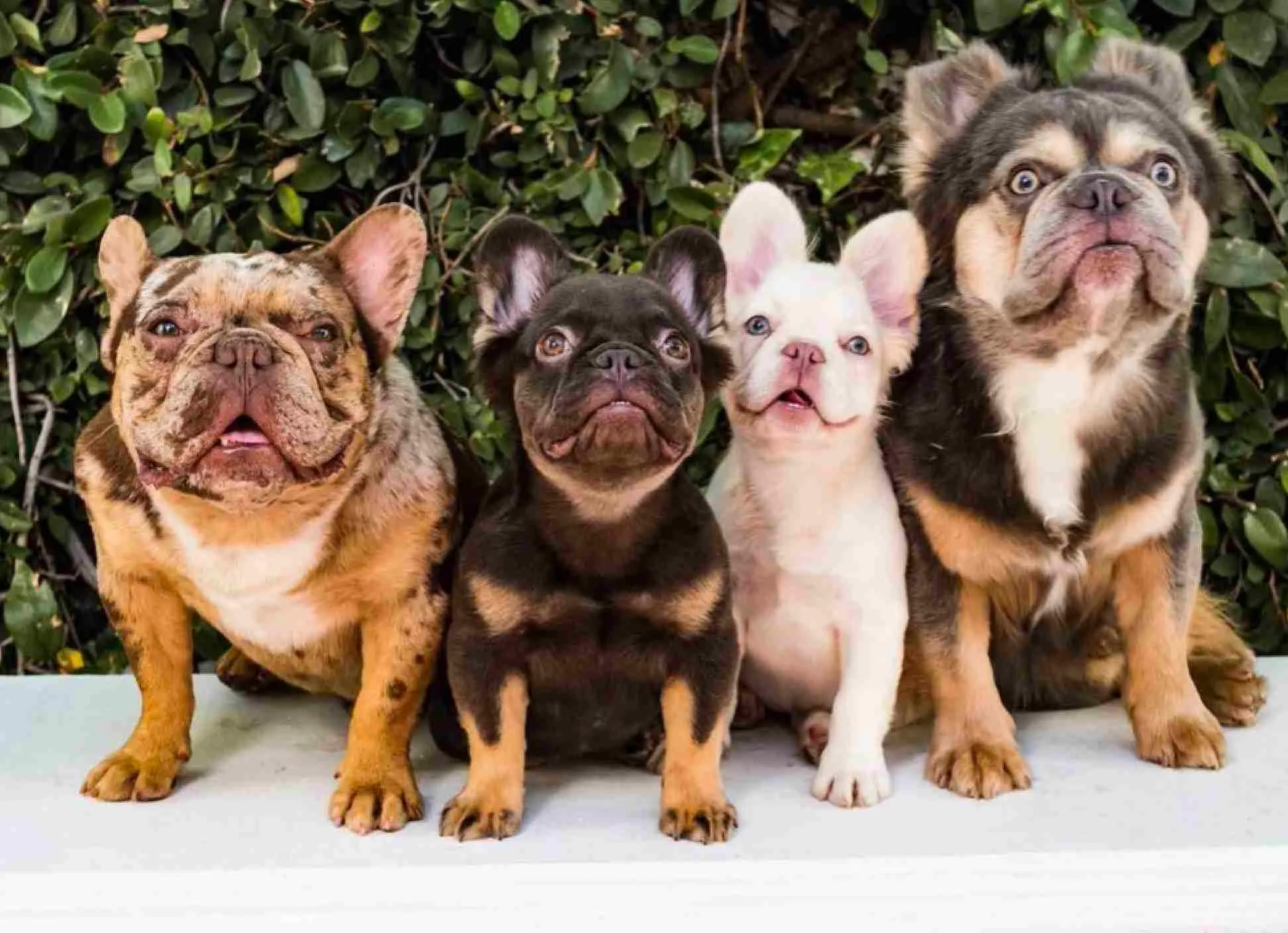 Mastino's Fluffy Frenchies, the Rarest Breeds - David's Guide